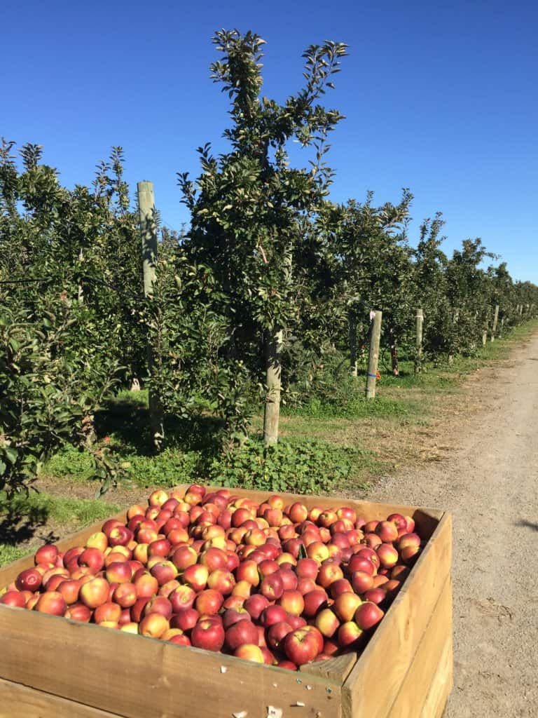 Braeburn | The Yummy Fruit Co