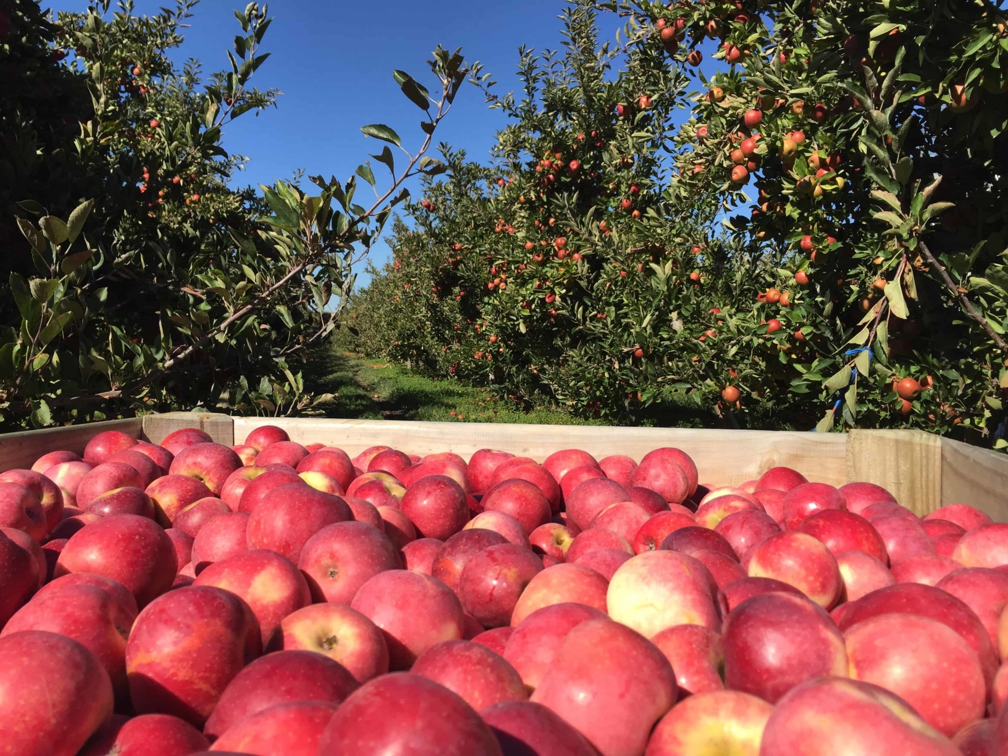 NZ Rose | The Yummy Fruit Co