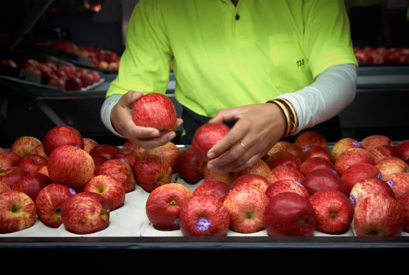 Royal Gala | The Yummy Fruit Co