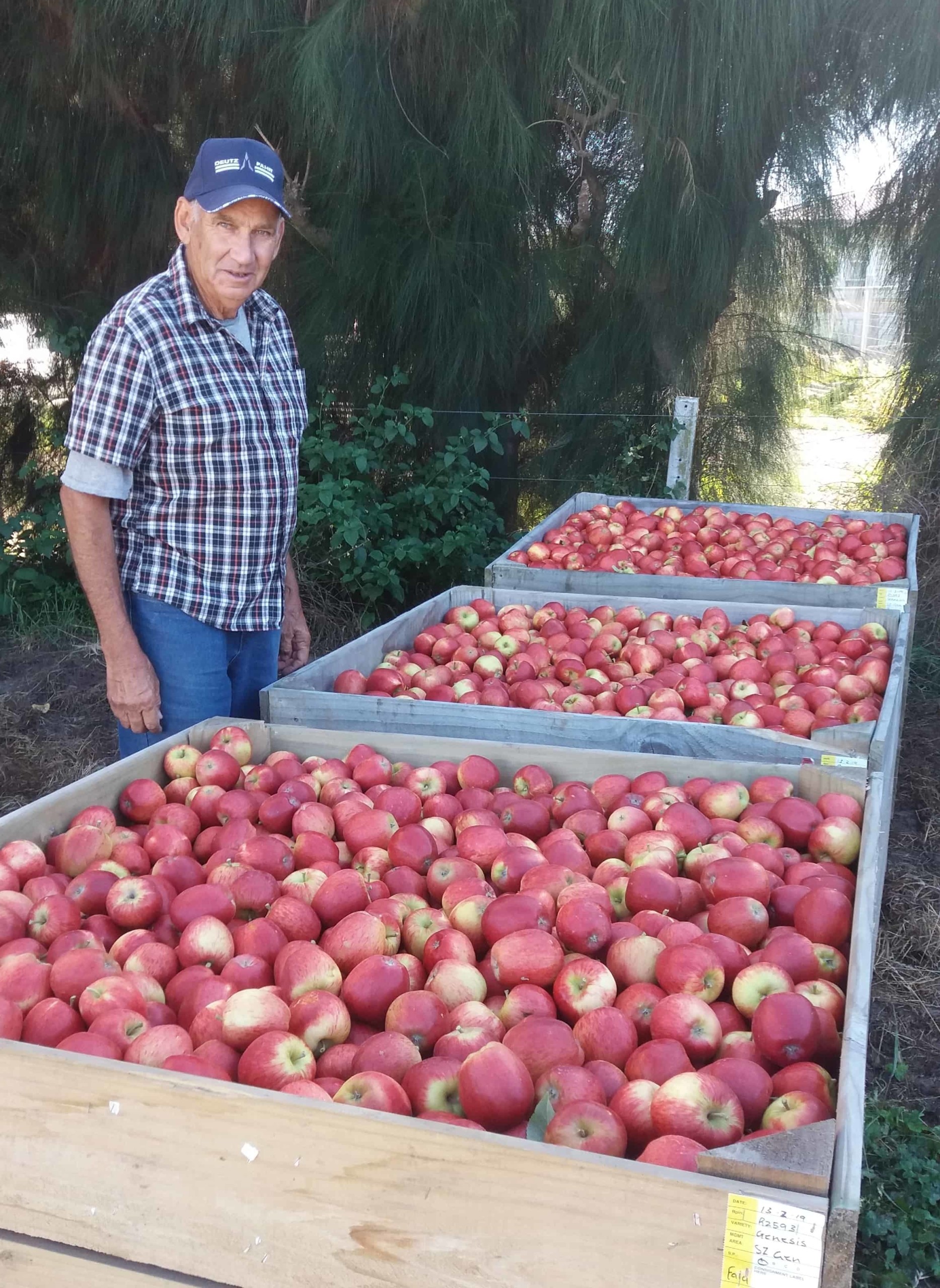 In the beginning Genesis | The Yummy Fruit Co