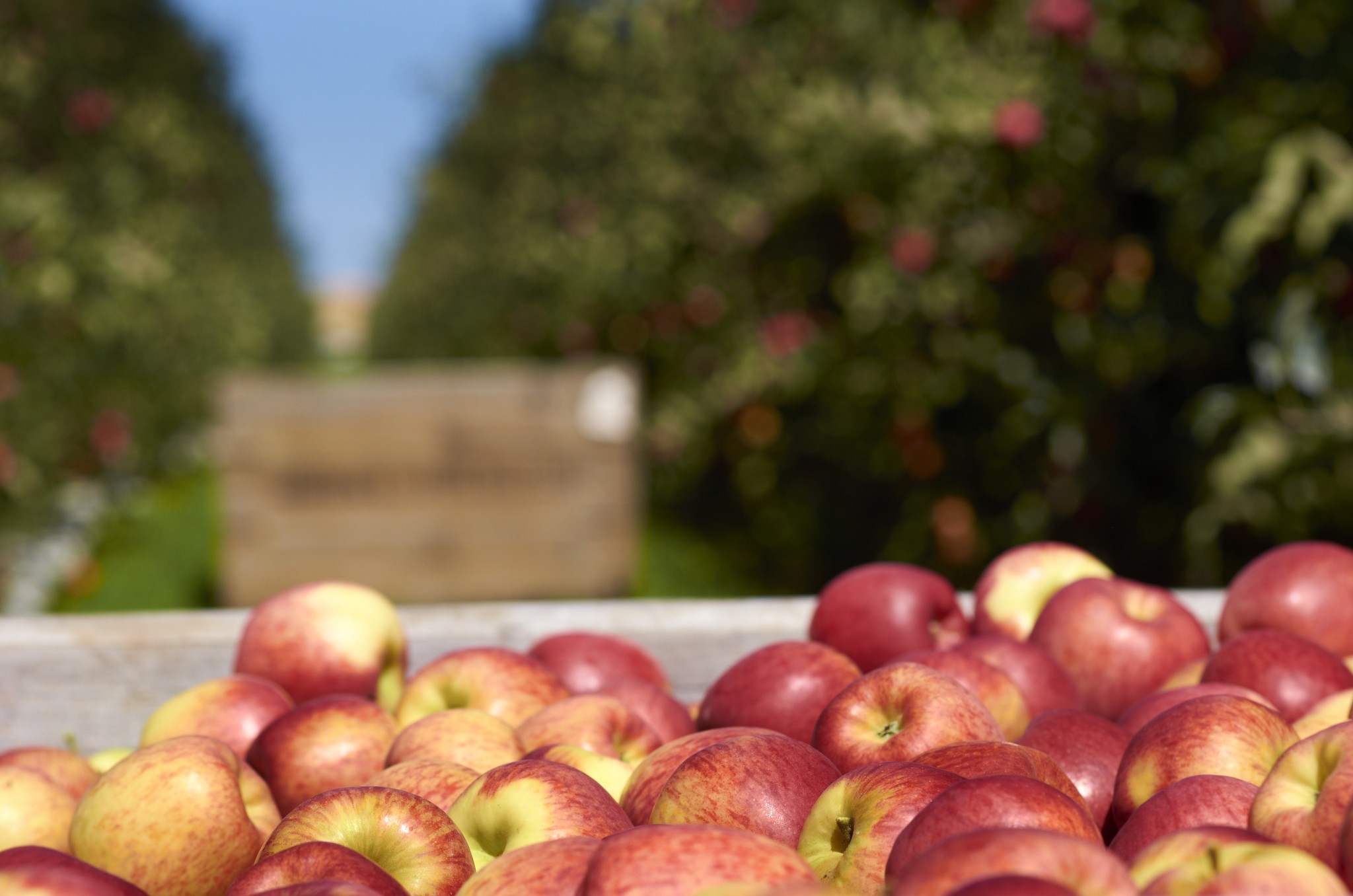 DCA – The latest in apple storage | The Yummy Fruit Co